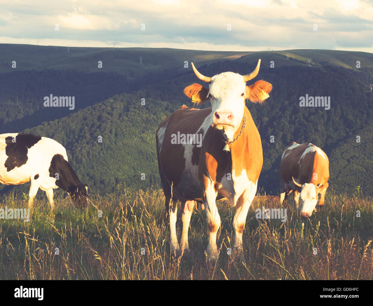cows on field Stock Photo - Alamy