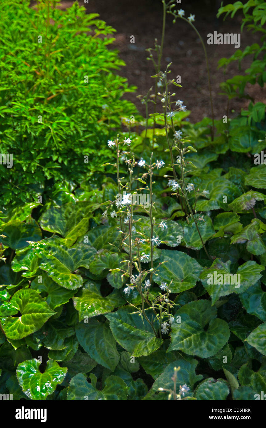 Hardscape hi-res stock photography and images - Alamy