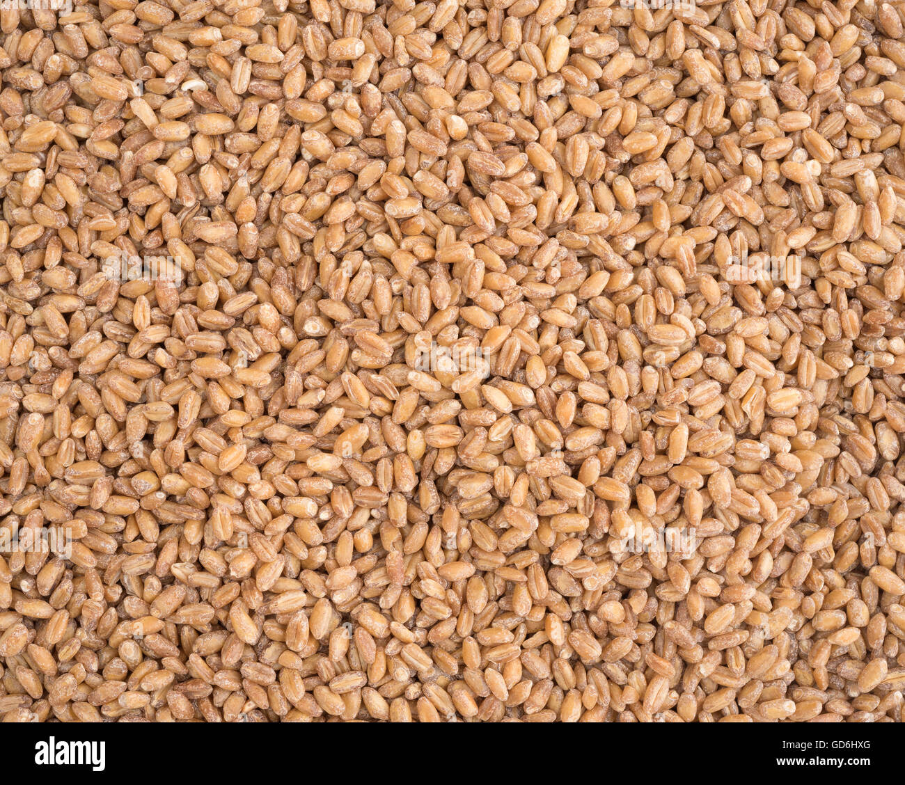 A close view of red winter wheat berries Stock Photo - Alamy