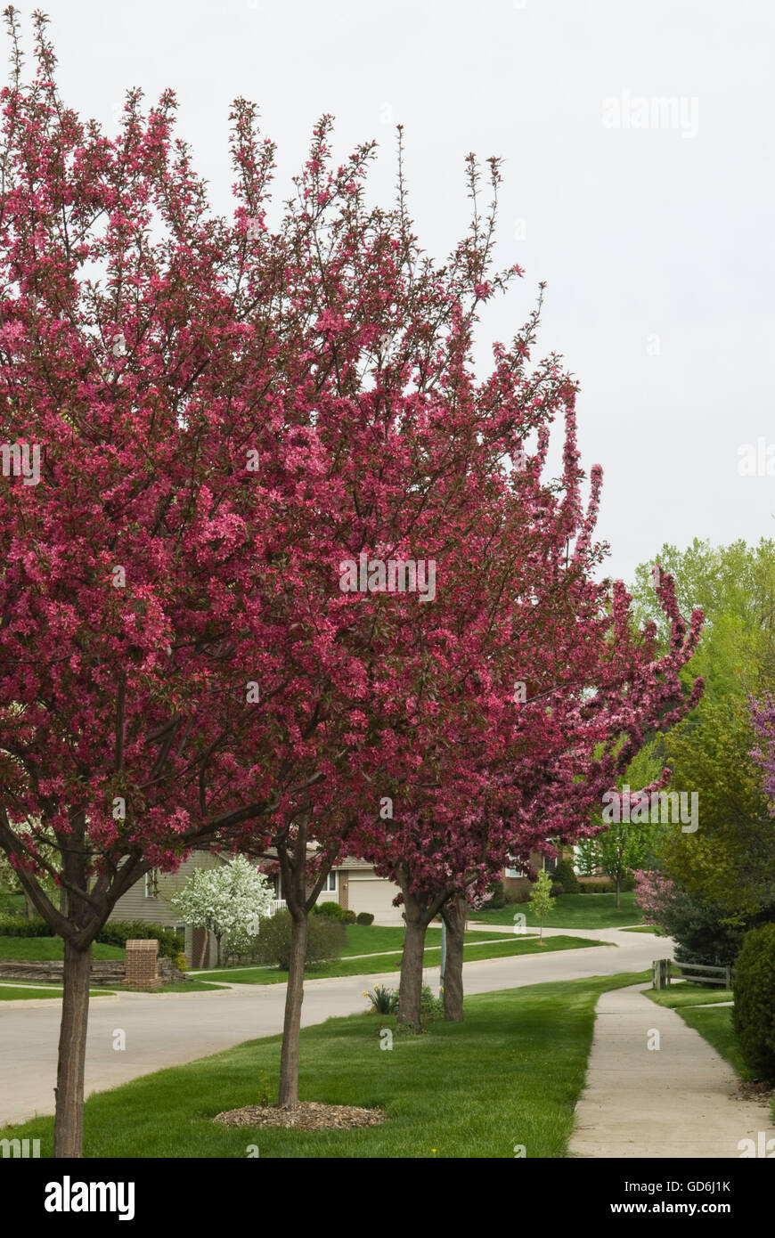 Malus ,Crabapple trees blooming along street Stock Photo - Alamy