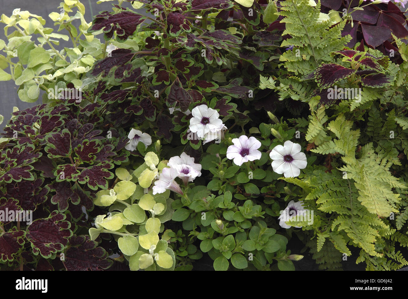 Coleus plant border hi-res stock photography and images - Alamy