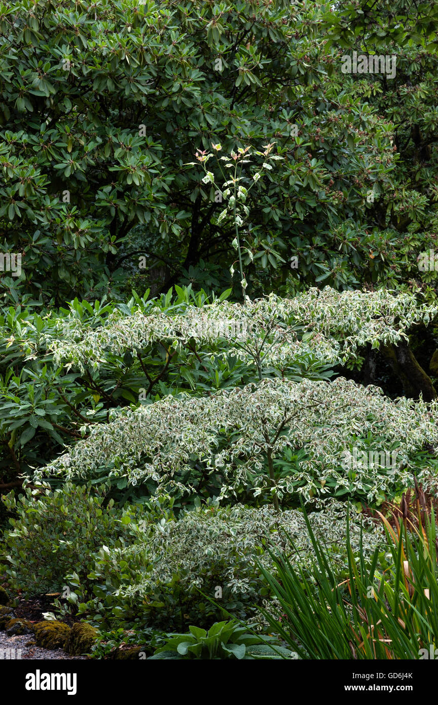 Cornus controversa variegata winter hi-res stock photography and images ...
