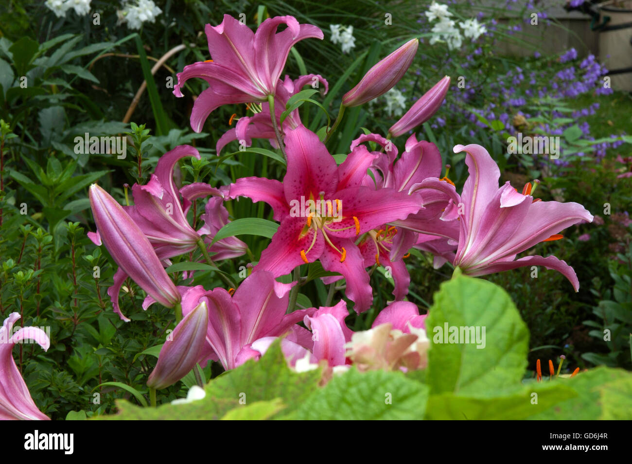 Lilium Acapulco, Lily Stock Photo - Alamy