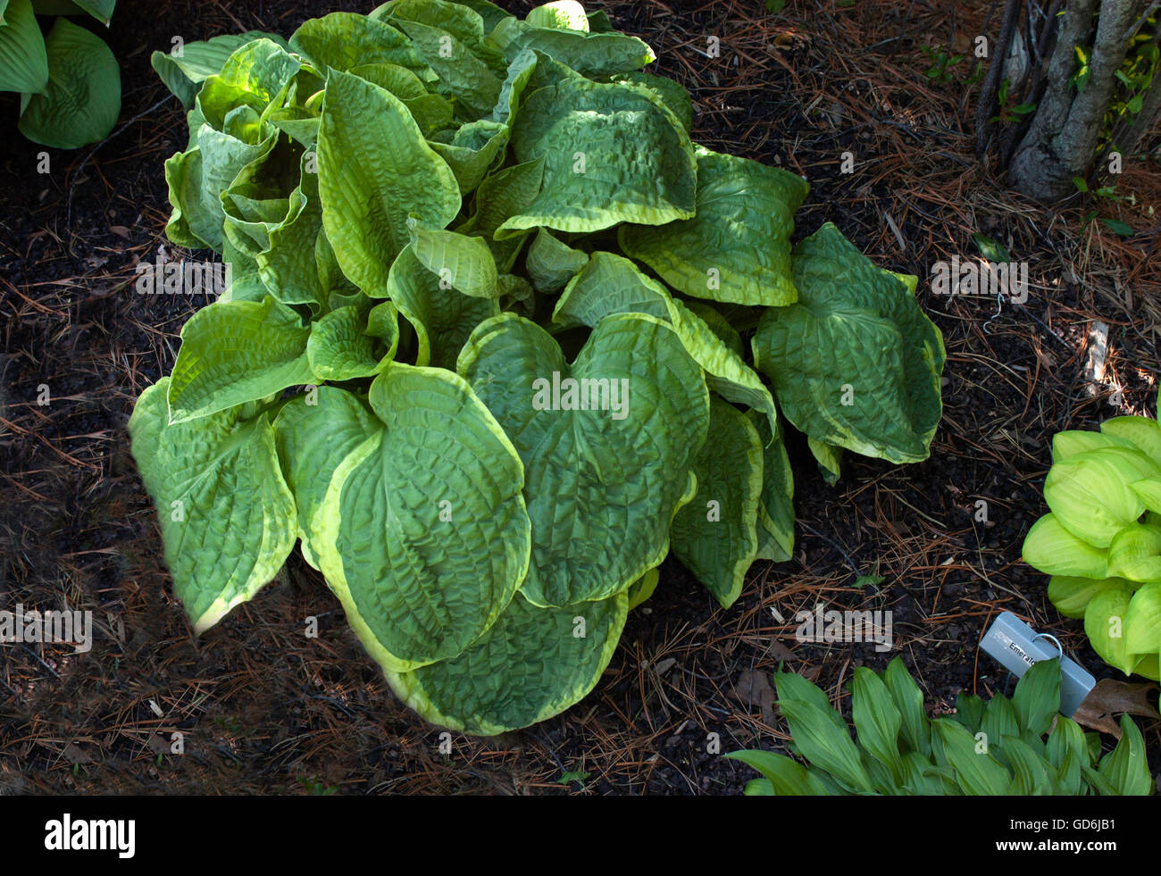 Hosta GRAND MASTER Stock Photo - Alamy
