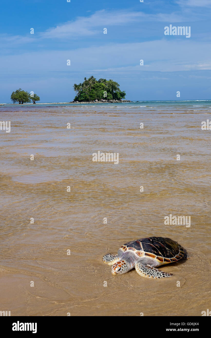 Turtles island hi-res stock photography and images - Alamy