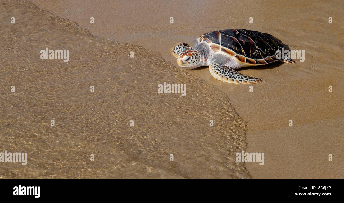 Green sea turtles shell hi-res stock photography and images - Alamy
