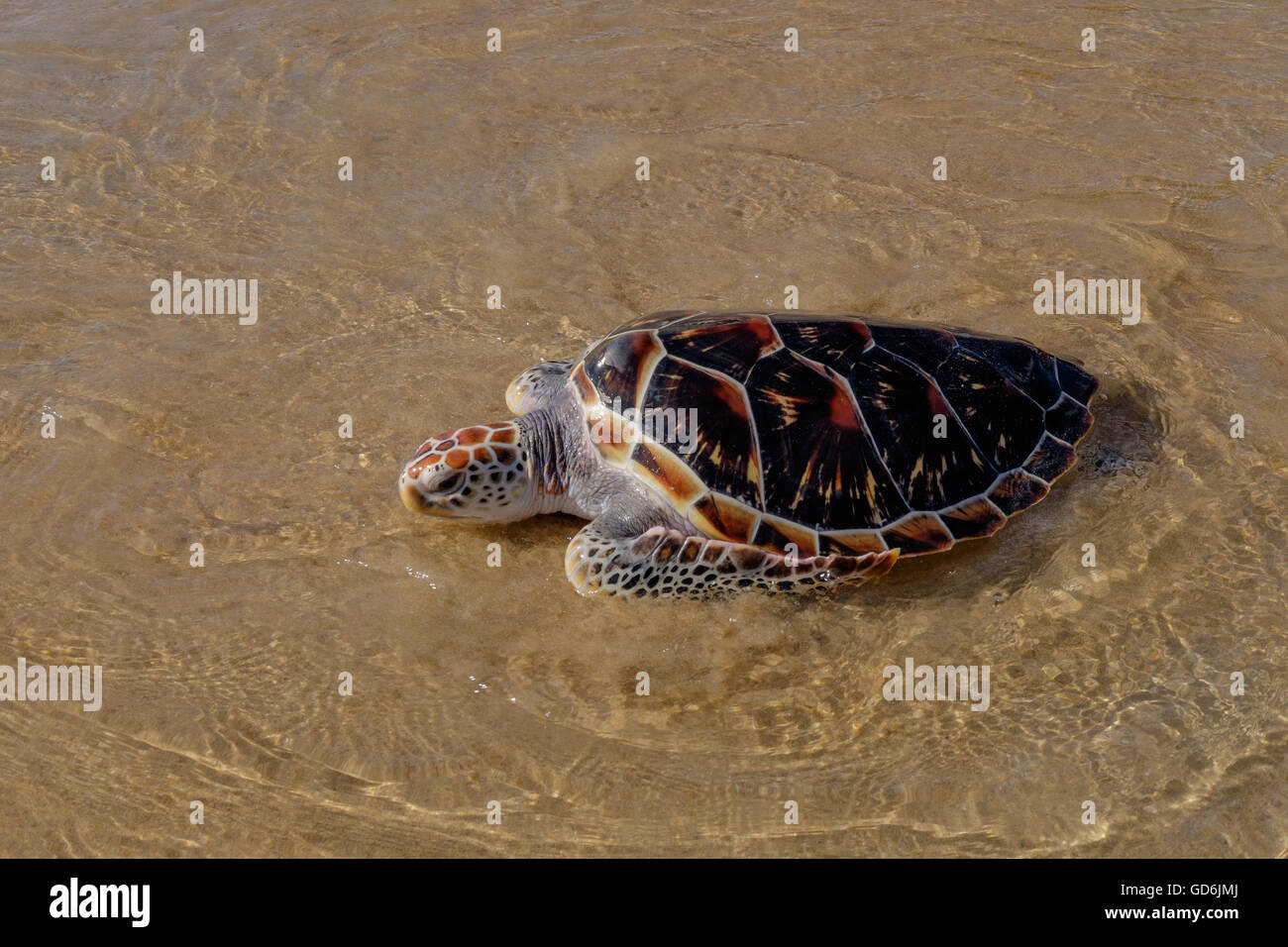 Tortoise is going into the sea on the sand beach Stock Photo - Alamy