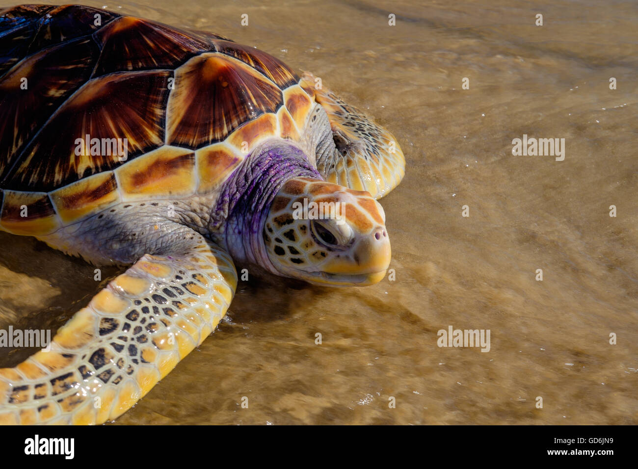 Green sea turtles shell hi-res stock photography and images - Alamy