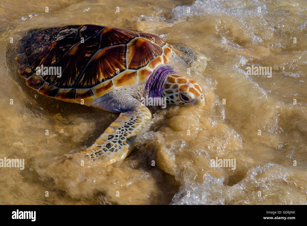 Green sea turtles shell hi-res stock photography and images - Alamy