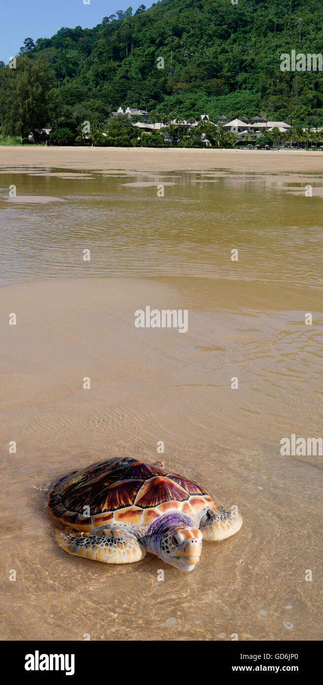 Sea tortoise on the beach near the sea with nice resort in the trees in ...