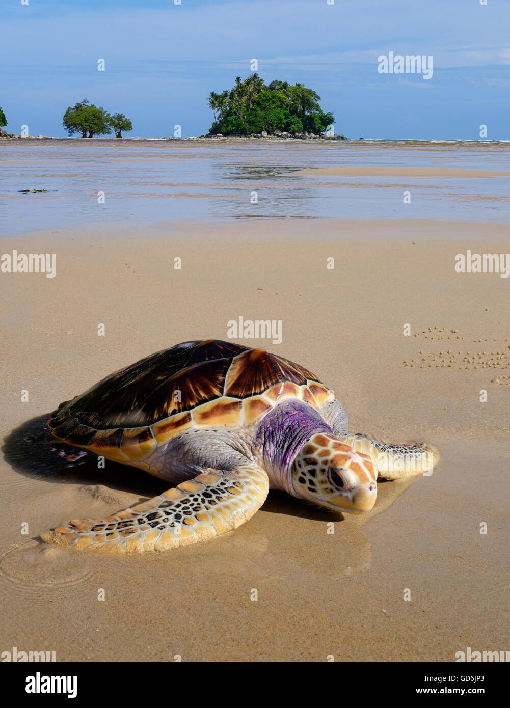Sea tortoise on the beach near the sea with pretty small island with ...