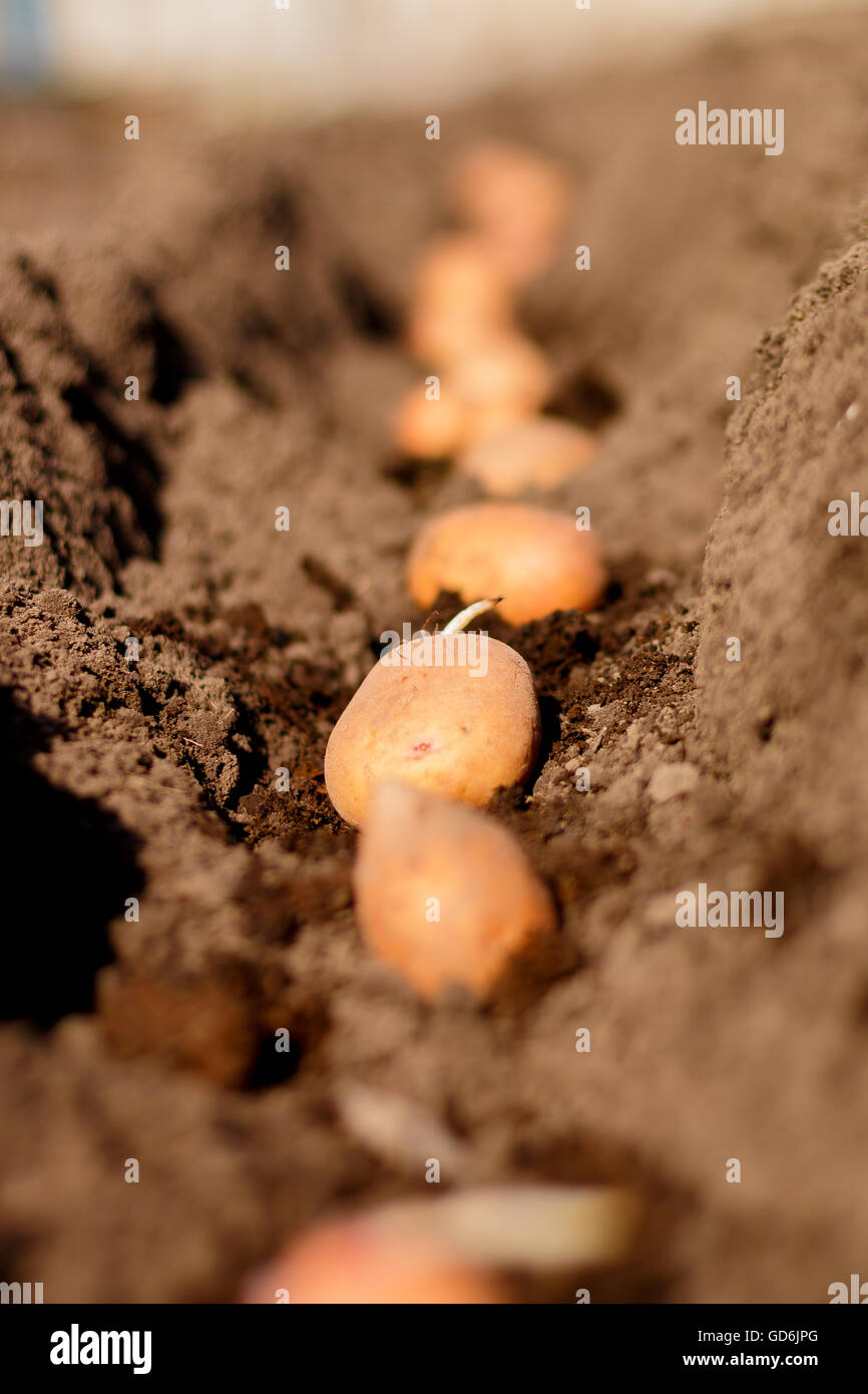 process of planting potato field in the vegetable garden, close up ...