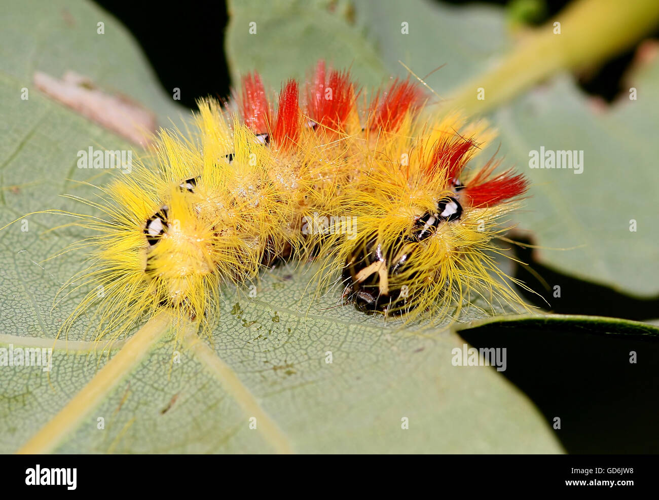 Exotic and colourful caterpillar of the west European Sycamore Moth ...