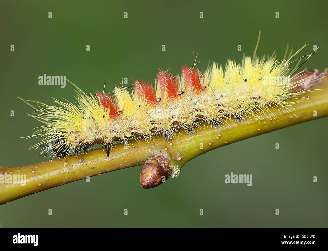 Exotic and colourful caterpillar of the west European Sycamore Moth ...