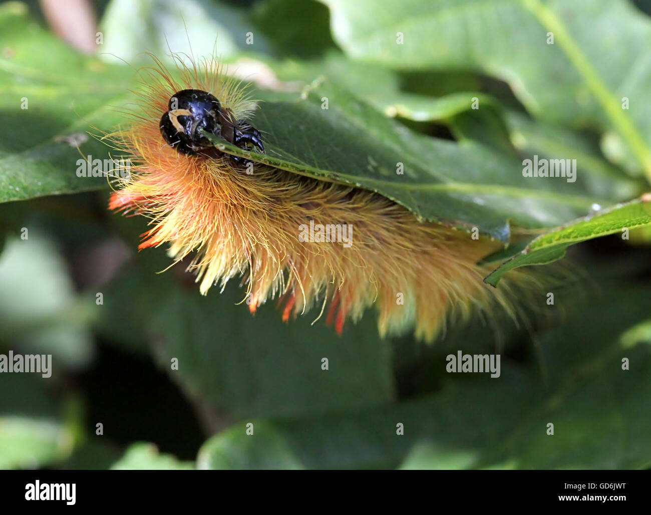 Feeding caterpillar of the west European Sycamore Moth (Acronicta ...
