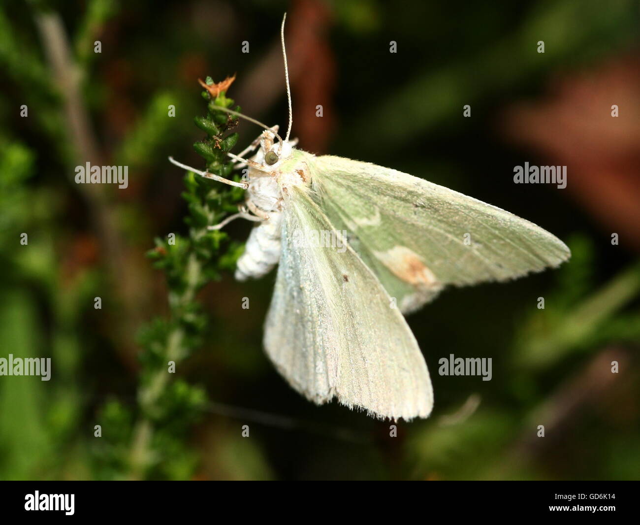 European Blotched Emerald Moth (Comibaena bajularia Stock Photo - Alamy