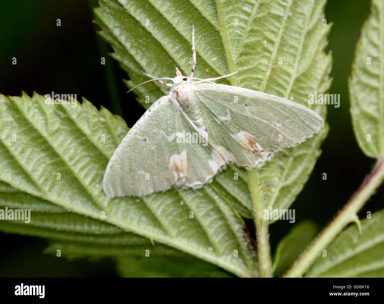 European Blotched Emerald Moth (Comibaena bajularia Stock Photo - Alamy