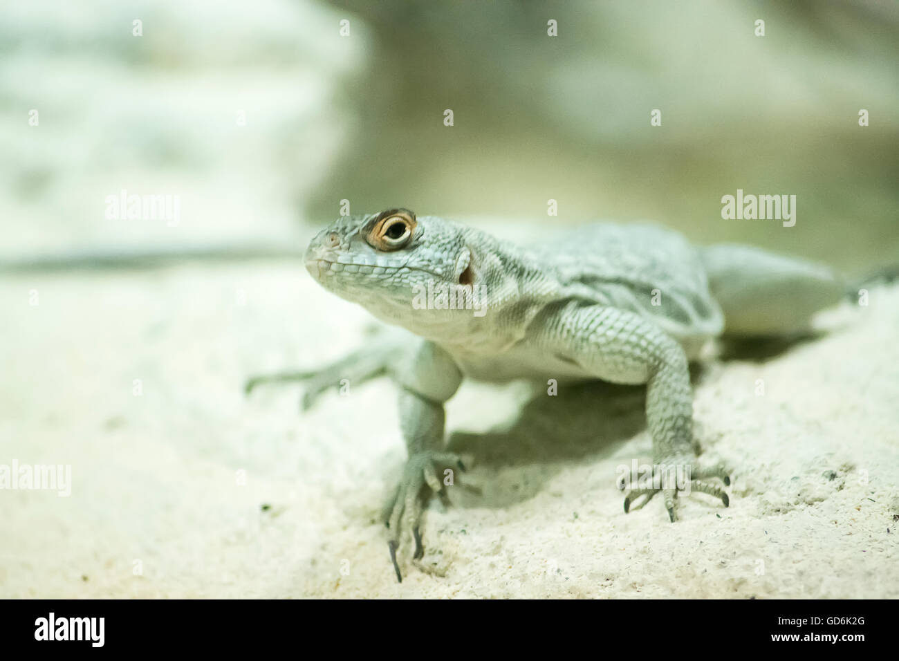 Reptile house hi-res stock photography and images - Alamy