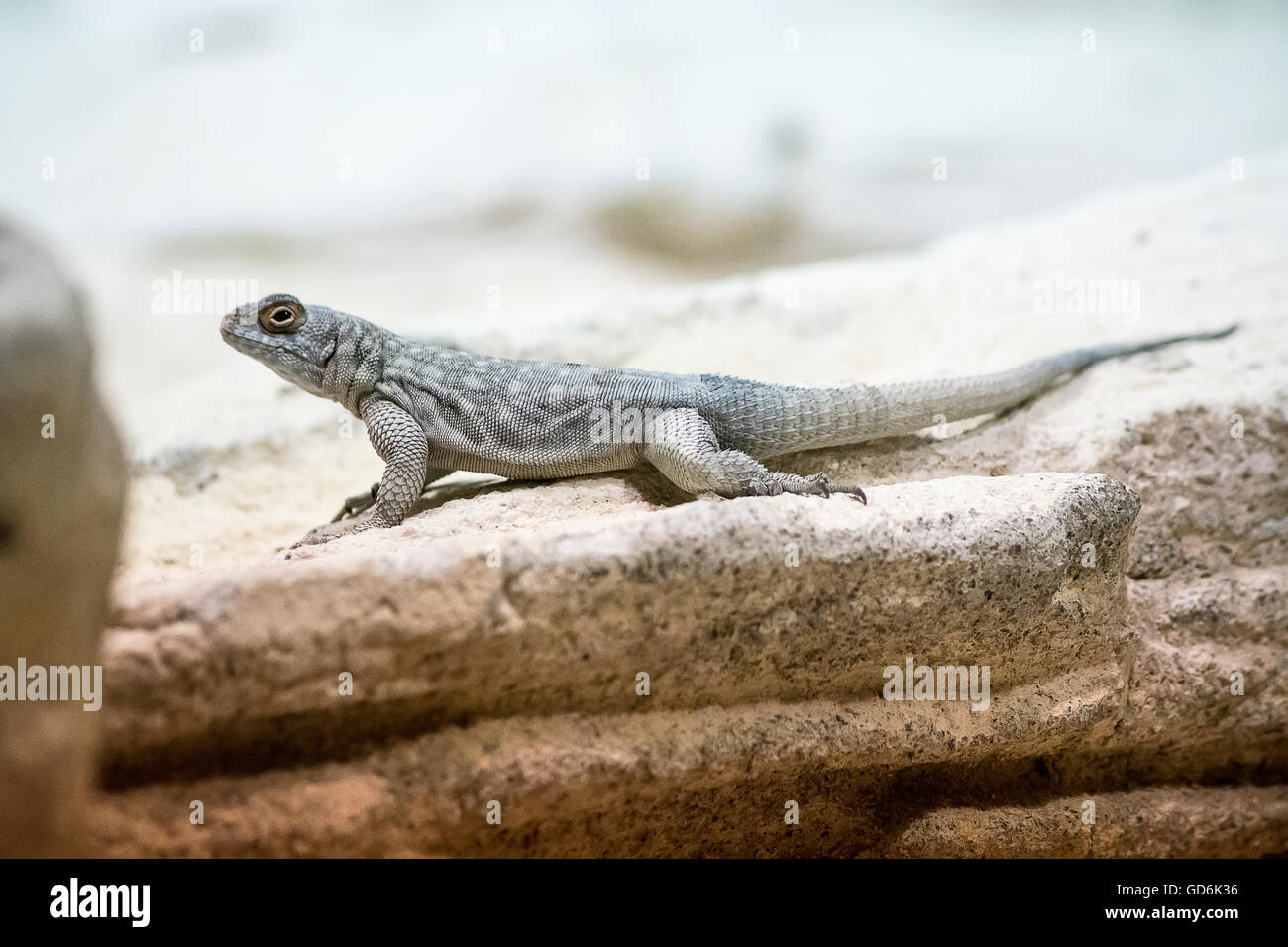 Iguana in the reptile house Stock Photo - Alamy