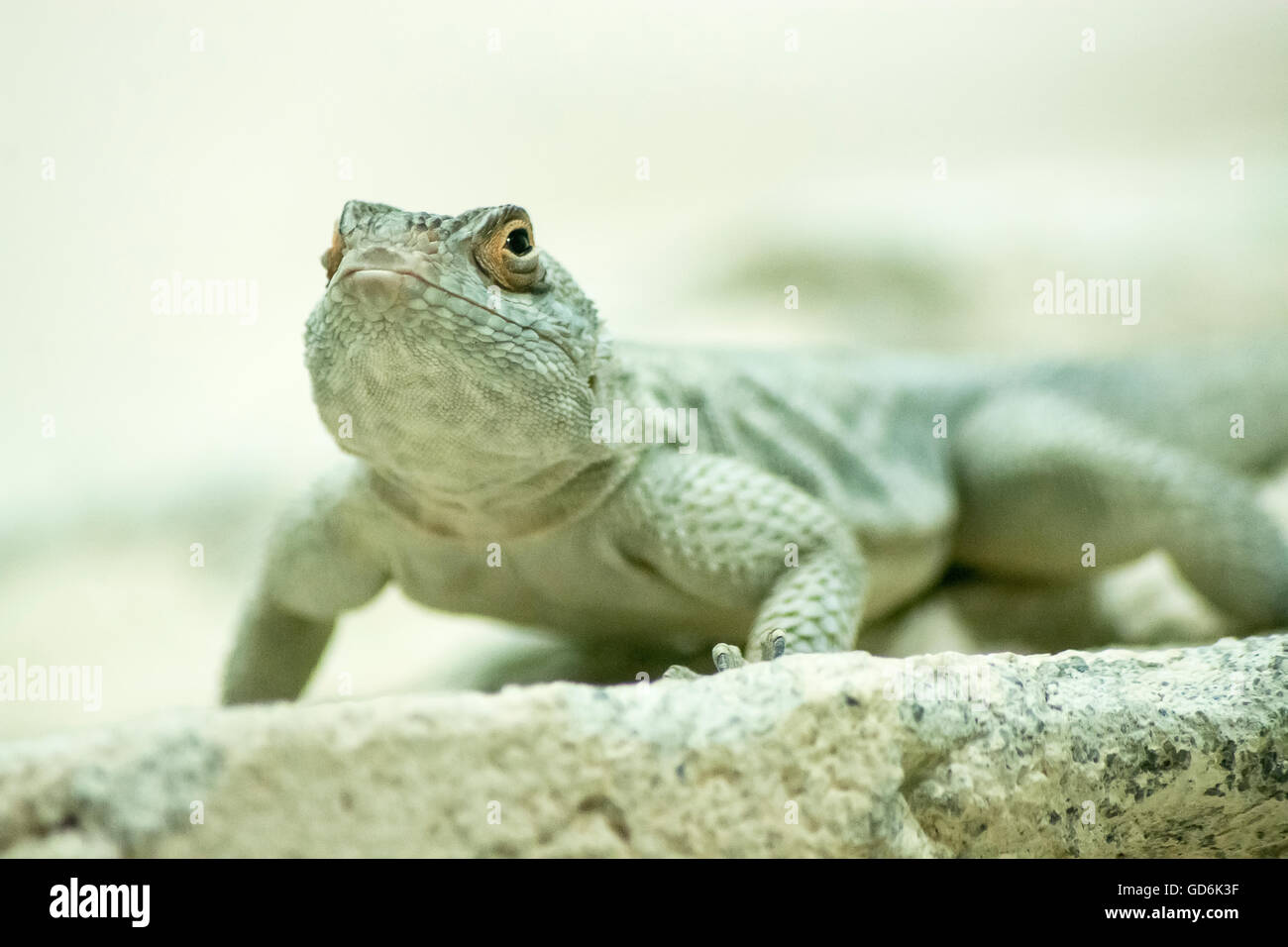 Iguana in the reptile house Stock Photo - Alamy