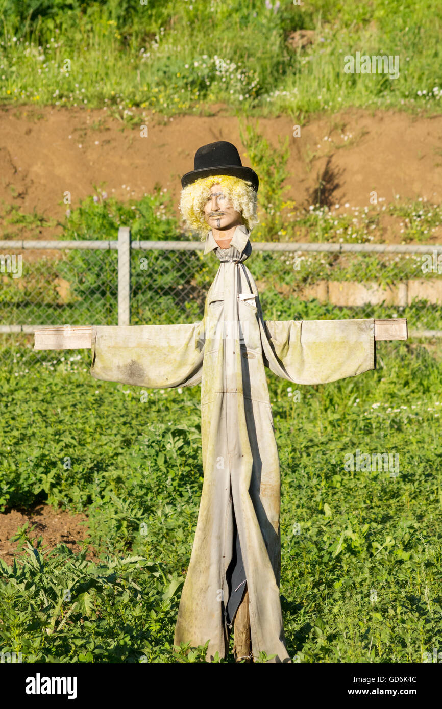 Scarecrow in a Field Stock Photo - Alamy