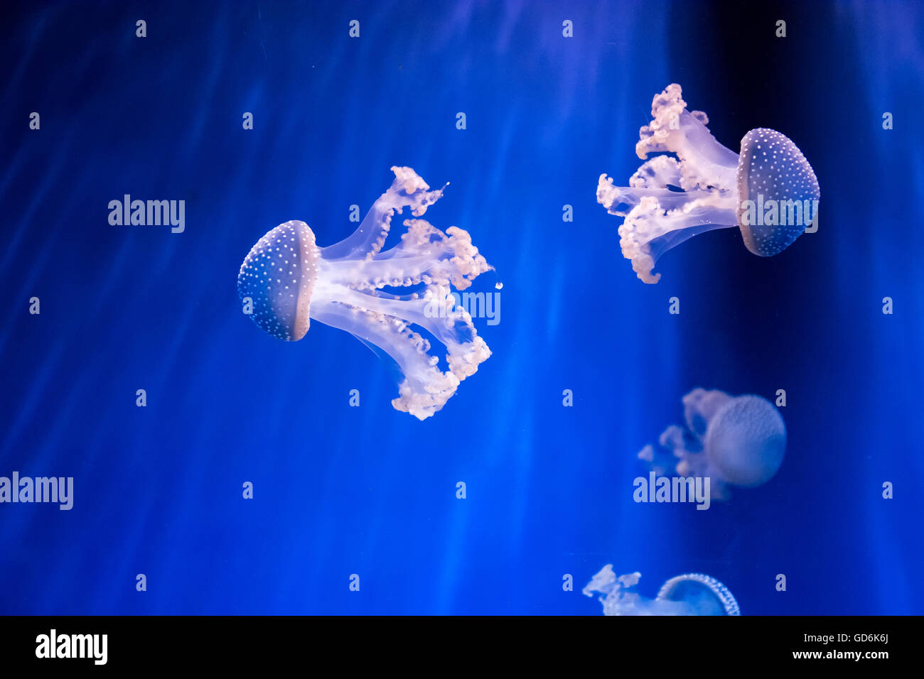 jellyfish swim in the blue seabed Stock Photo - Alamy
