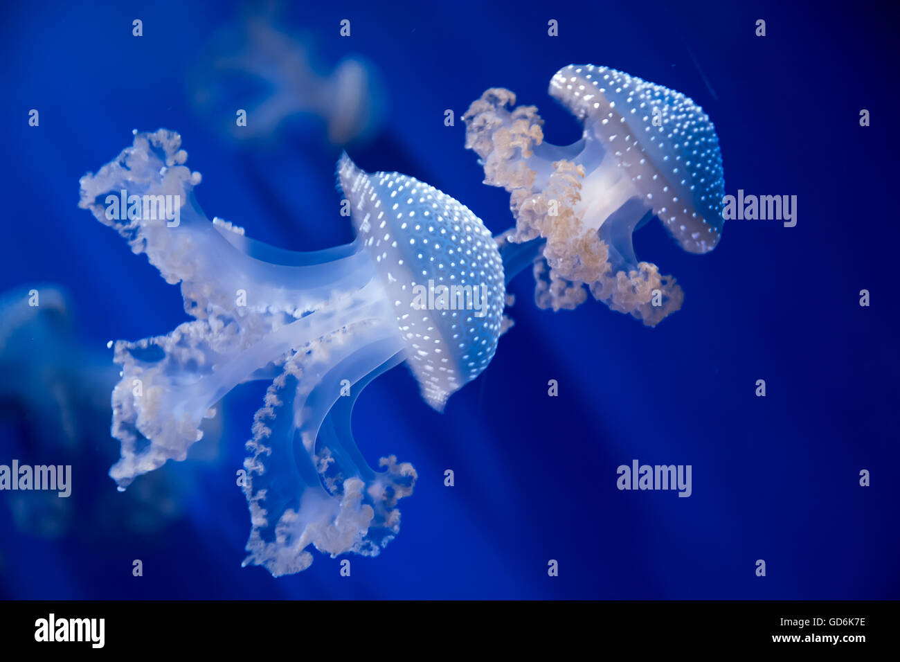 jellyfish swim in the blue seabed Stock Photo - Alamy