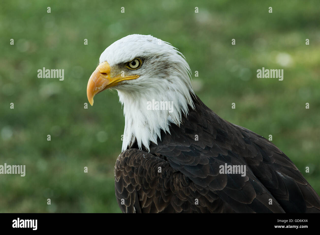 Close-up portrait of a bald eagle looking to the right (lat. haliaeetus ...