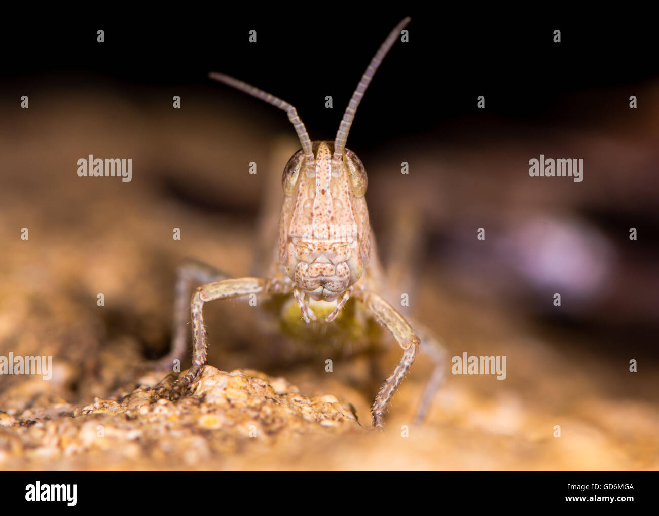 Grasshopper Mandibles