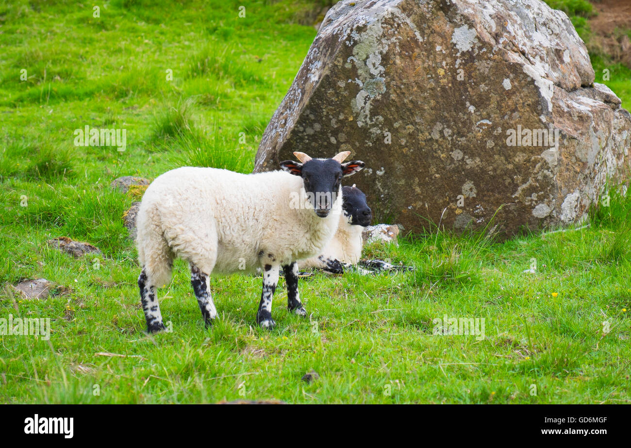 blackhead sheep in isle of skye,scotland Stock Photo - Alamy