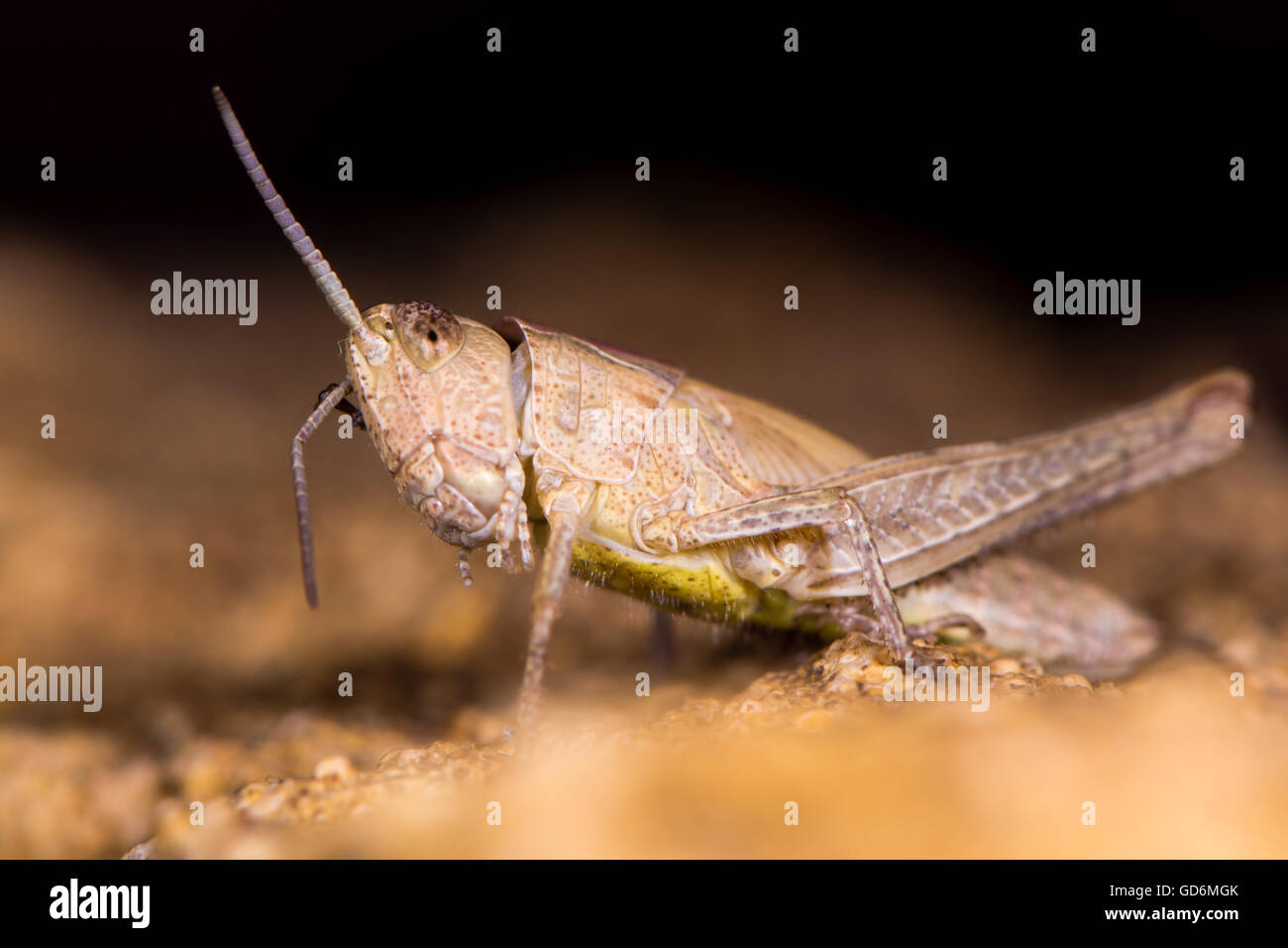 Short-winged insect in family Acrididae, with pink pronotal shield and ...