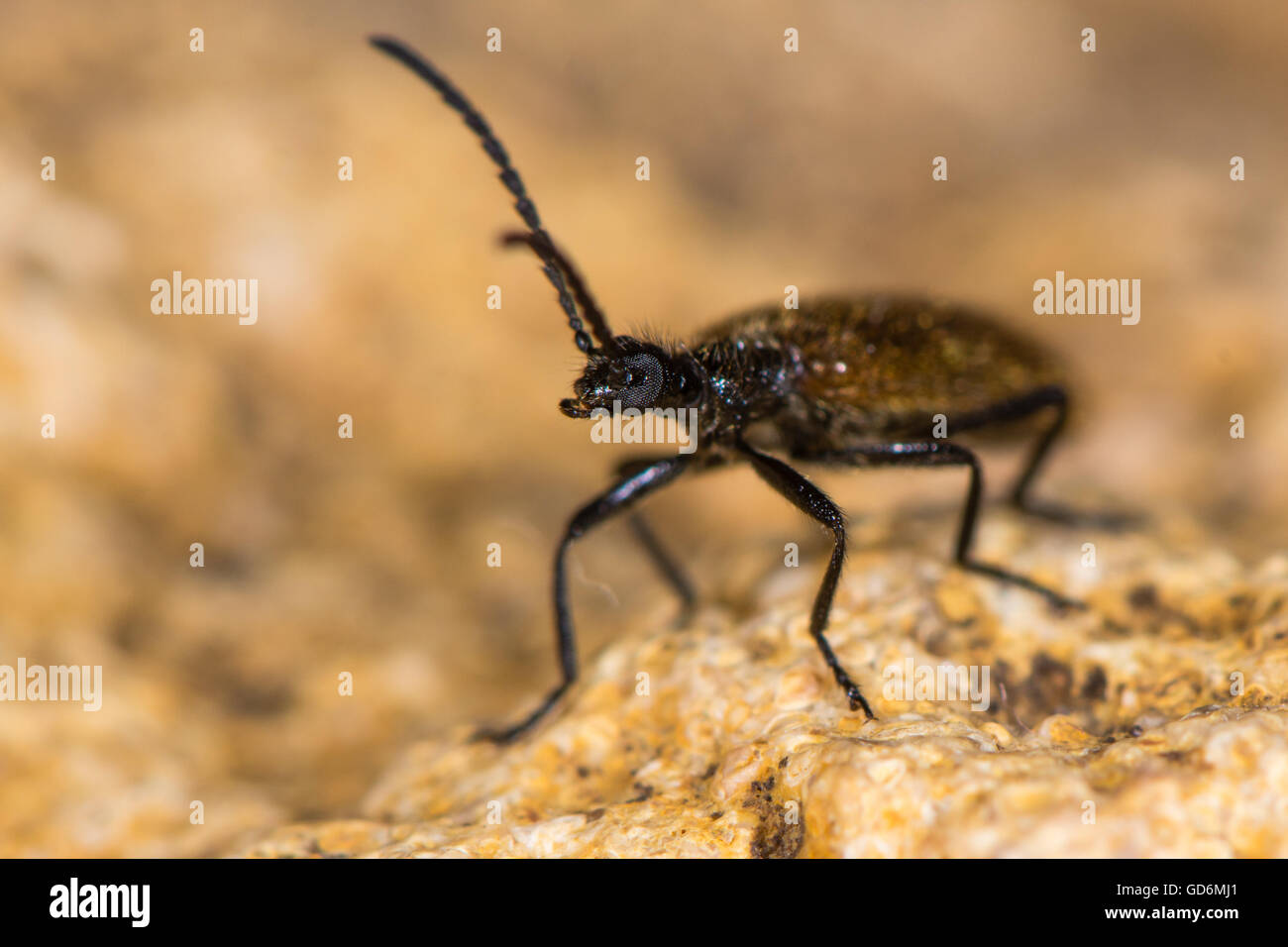 Lagria hirta beetle. A hairy beetle in the family Tenebrionidae, said ...
