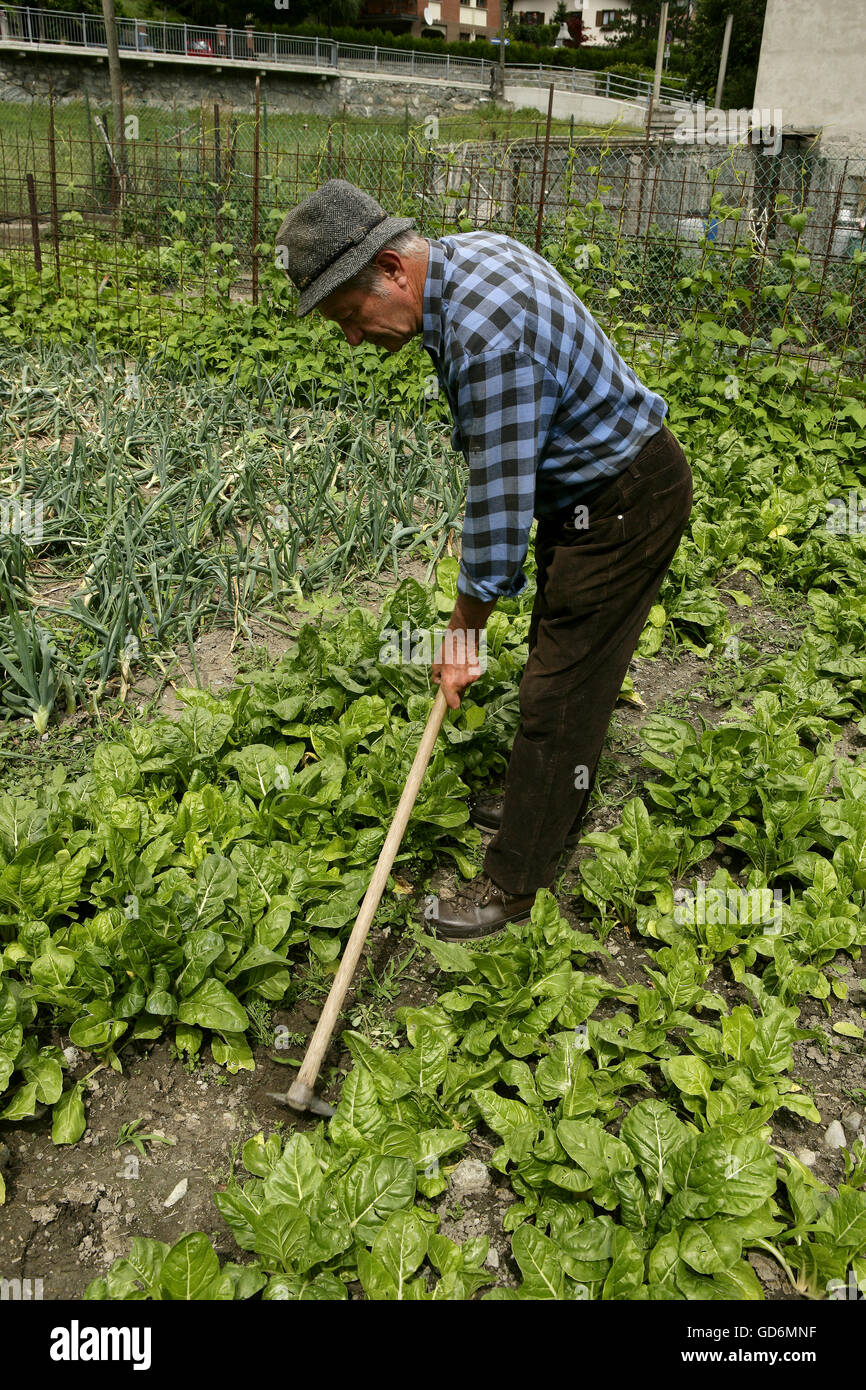 Cheese, Maison Rosset, Rosset house, Aosta Valley, Nus, Italy Man ...
