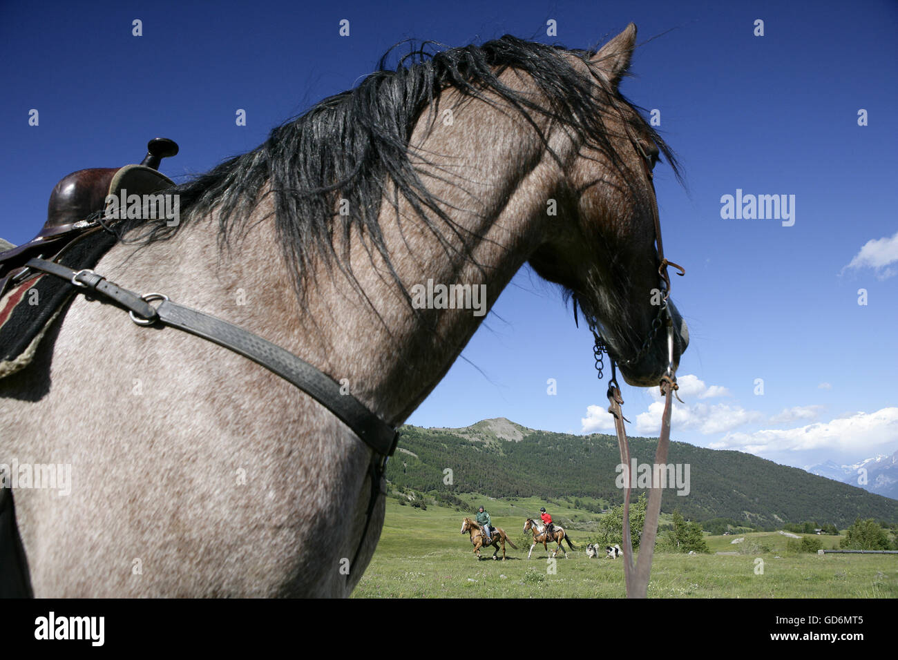 Equestrian tourism The Grandzetta. Riding on horseback Fenis Valle d ...