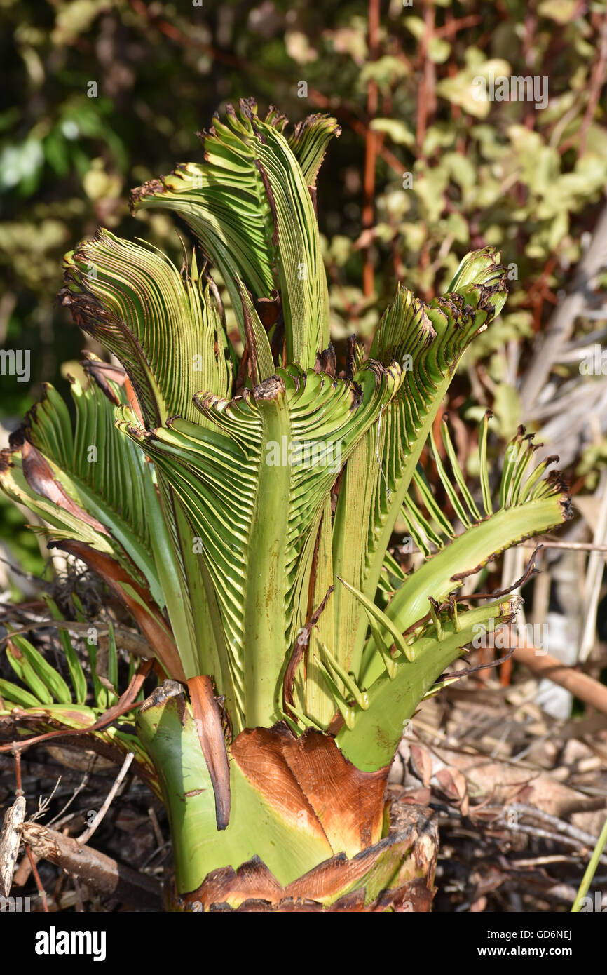Cut down palm tree Stock Photo - Alamy