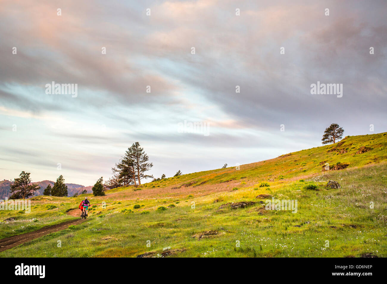 Two young women ride mountain bikes on single-track trail through green ...