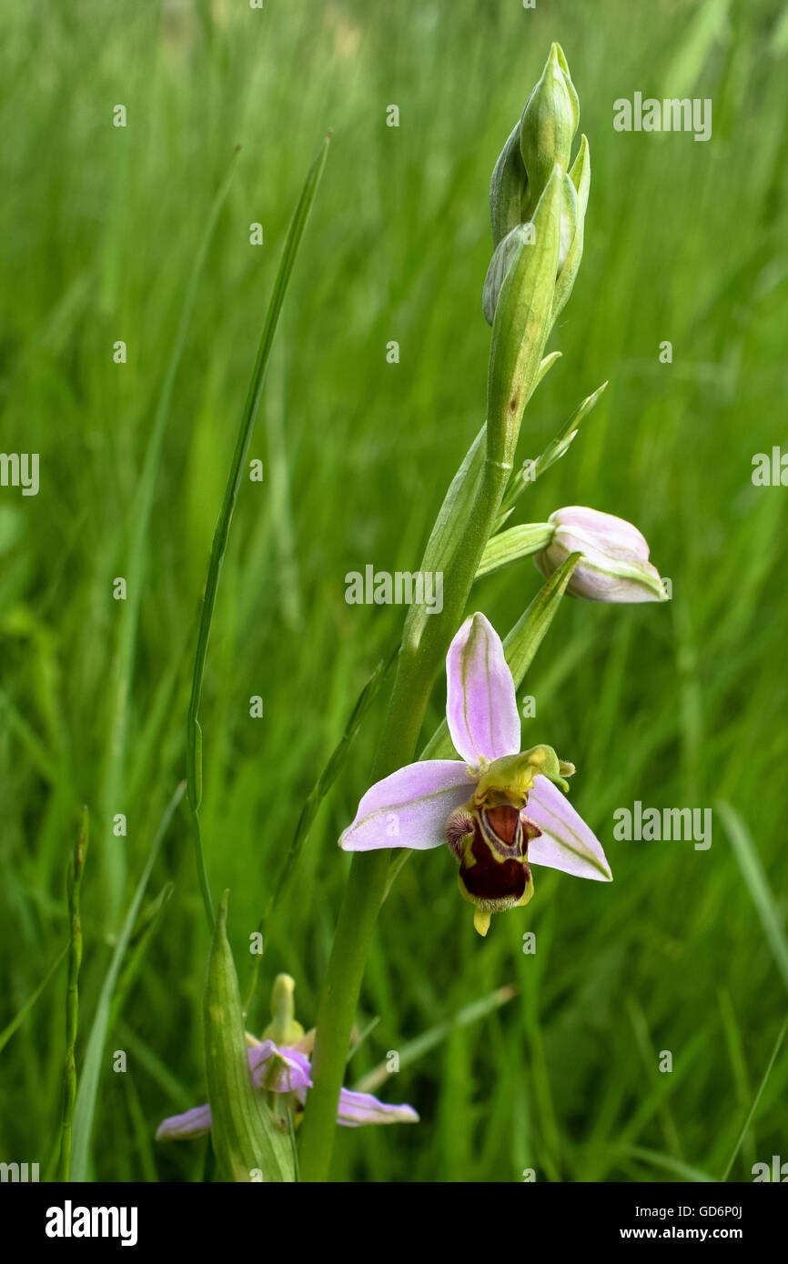 Ophyrys Apifera High Resolution Stock Photography and Images - Alamy