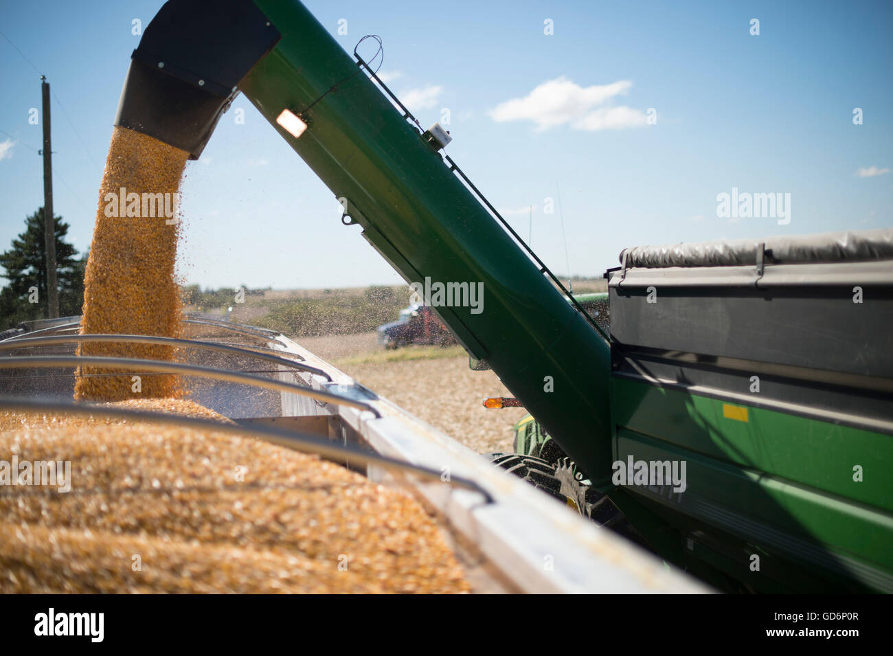 Grain hauler off loading corn into semi for transport during a sunny ...