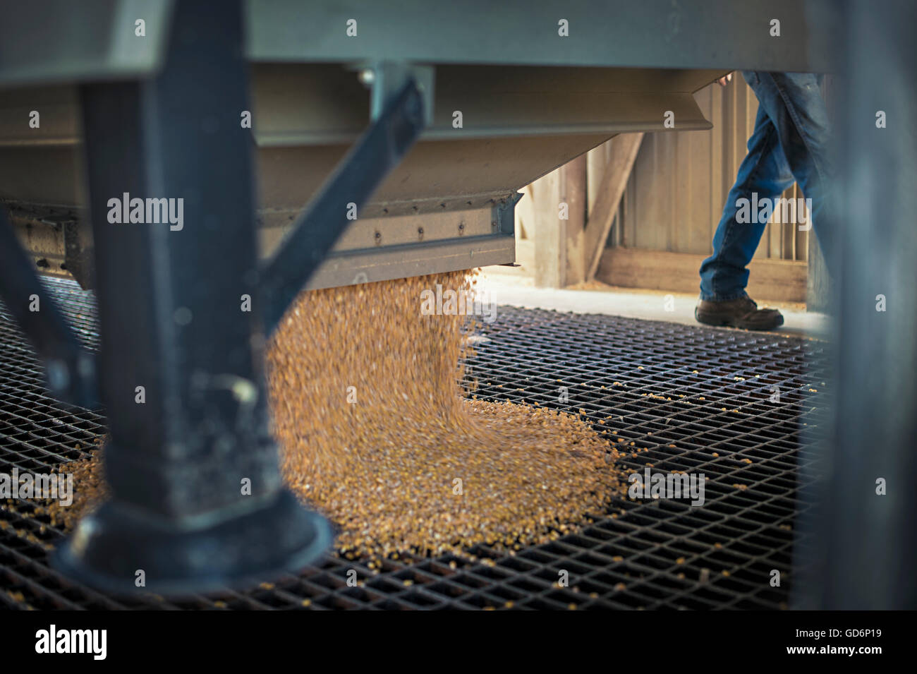 Off loading corn from semi to grain silos Stock Photo - Alamy