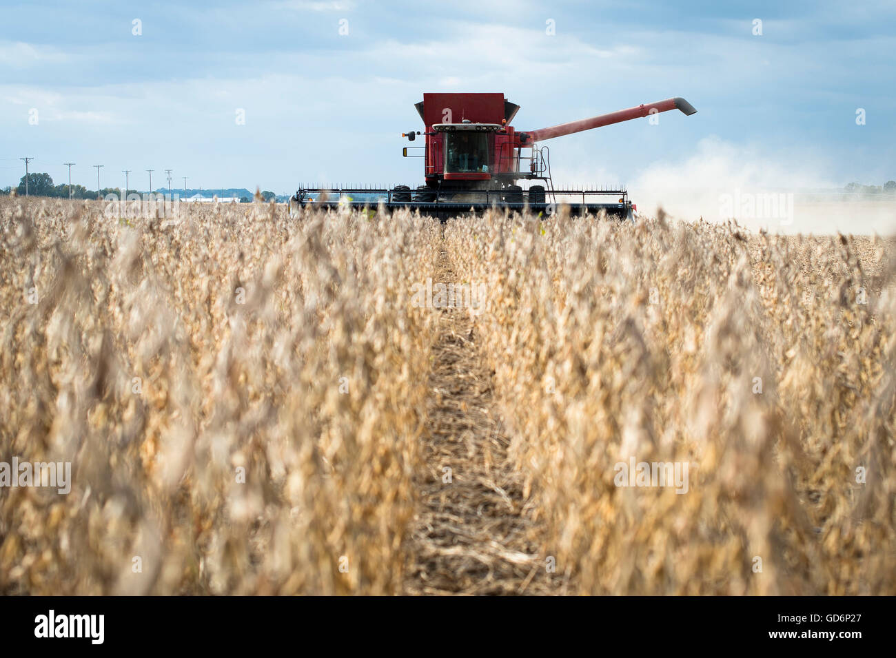 Combine harvesting soy beans Stock Photo - Alamy