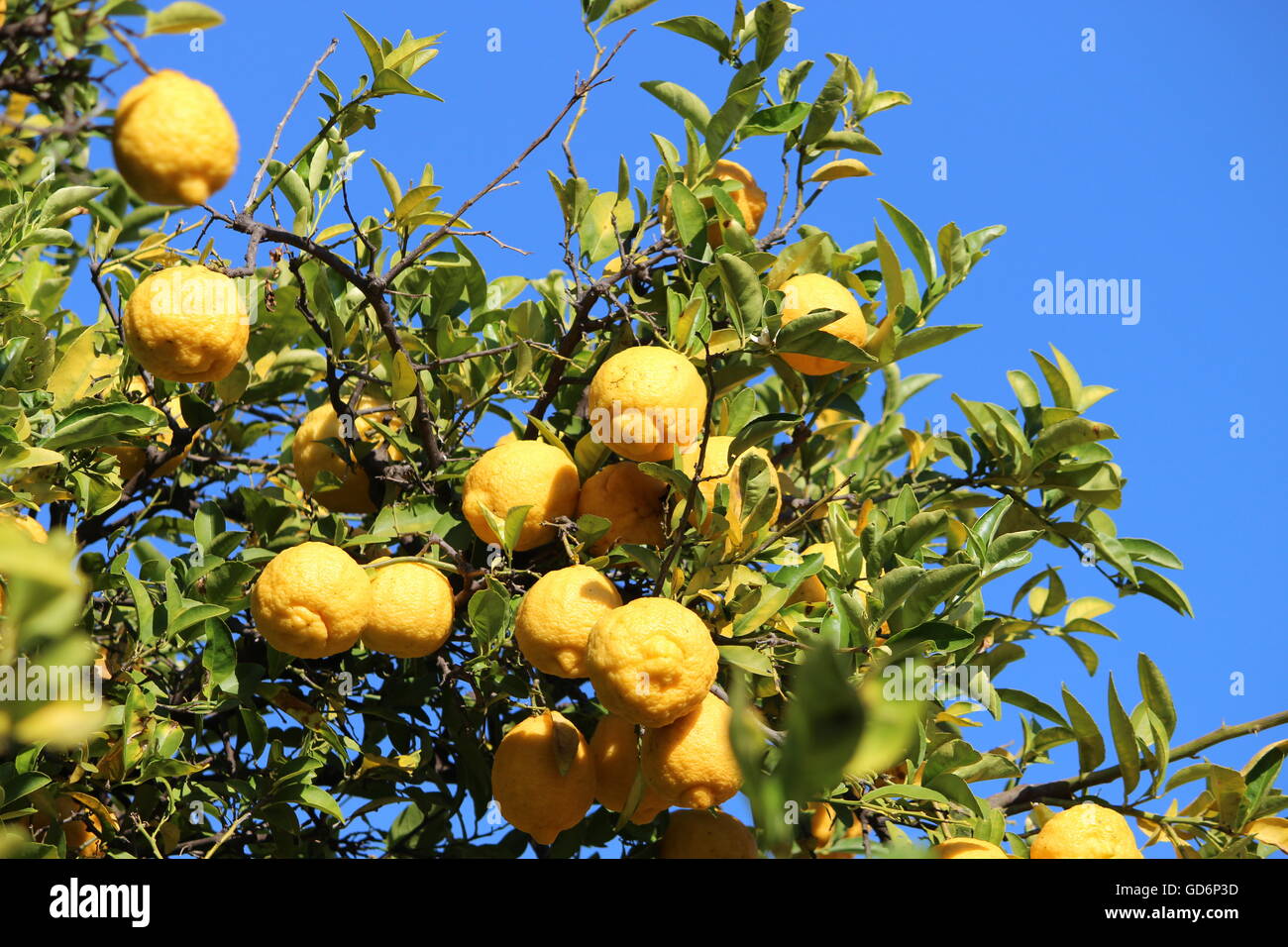 A lemon tree full of yellow ripe lemons in the sun with a clear blue ...