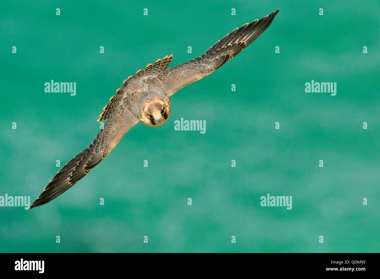 Green falcons hi-res stock photography and images - Alamy