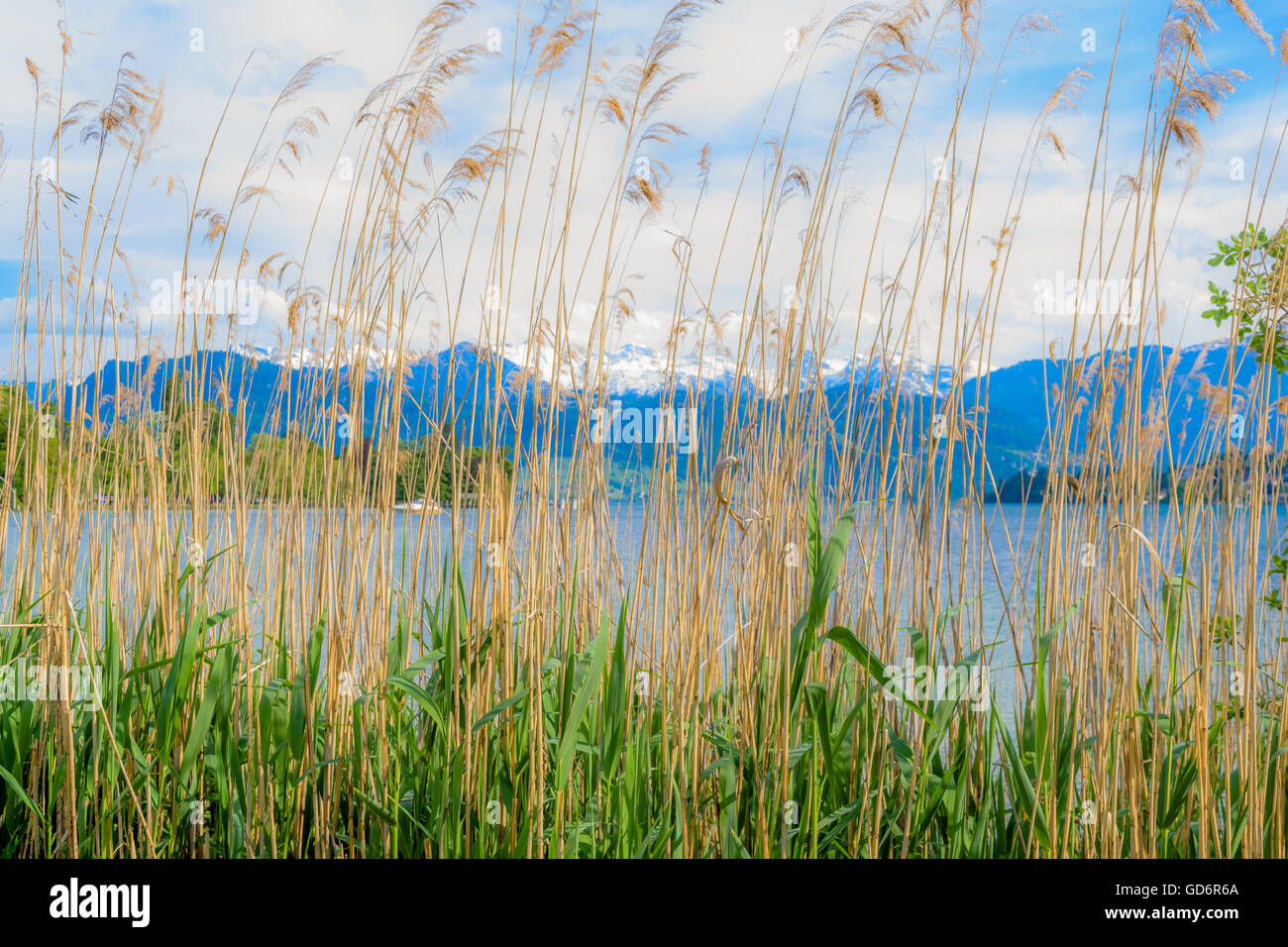 Swiss mountains through reed Stock Photo - Alamy