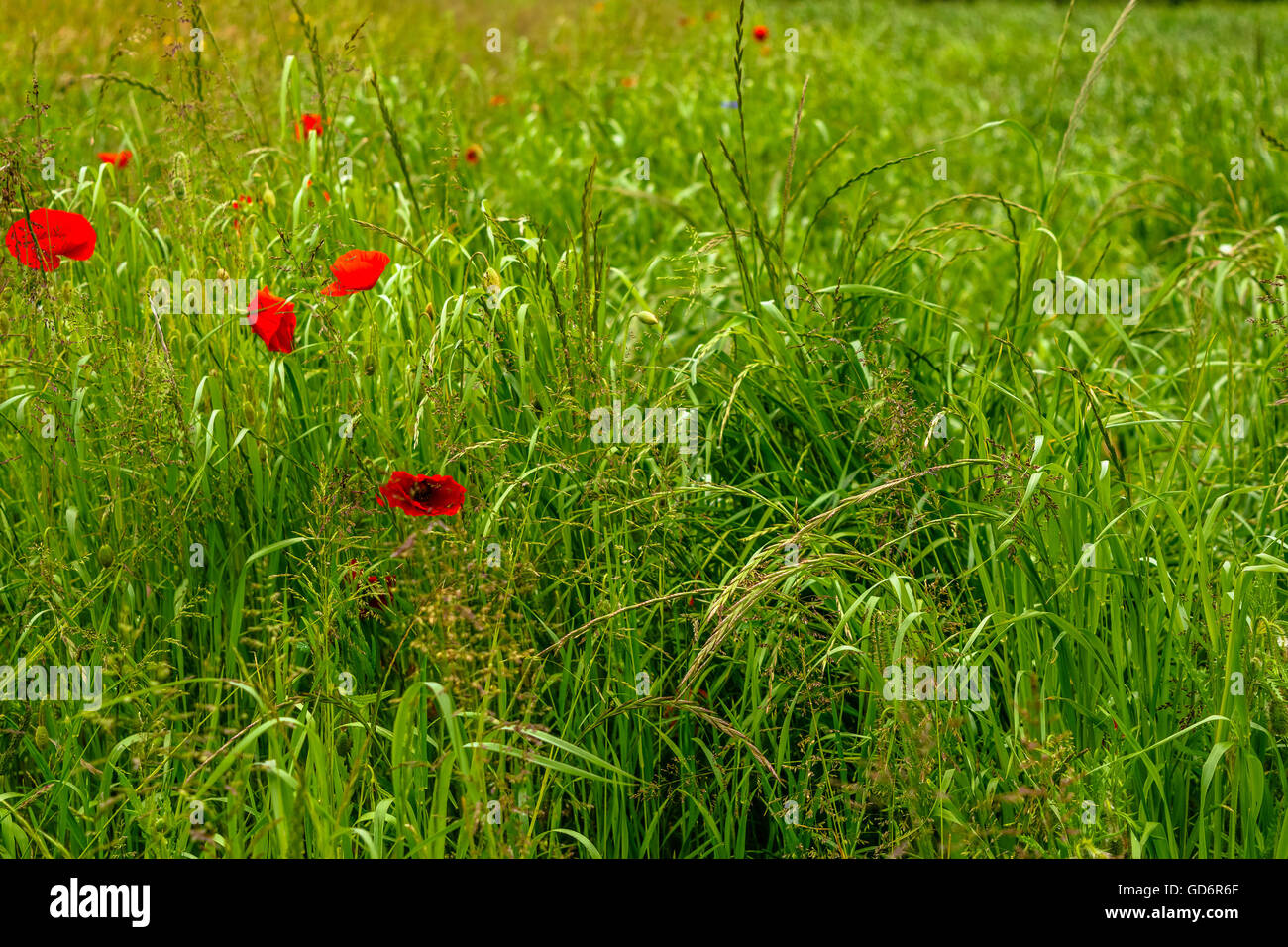 Red poppy flowers on green grass field Stock Photo - Alamy