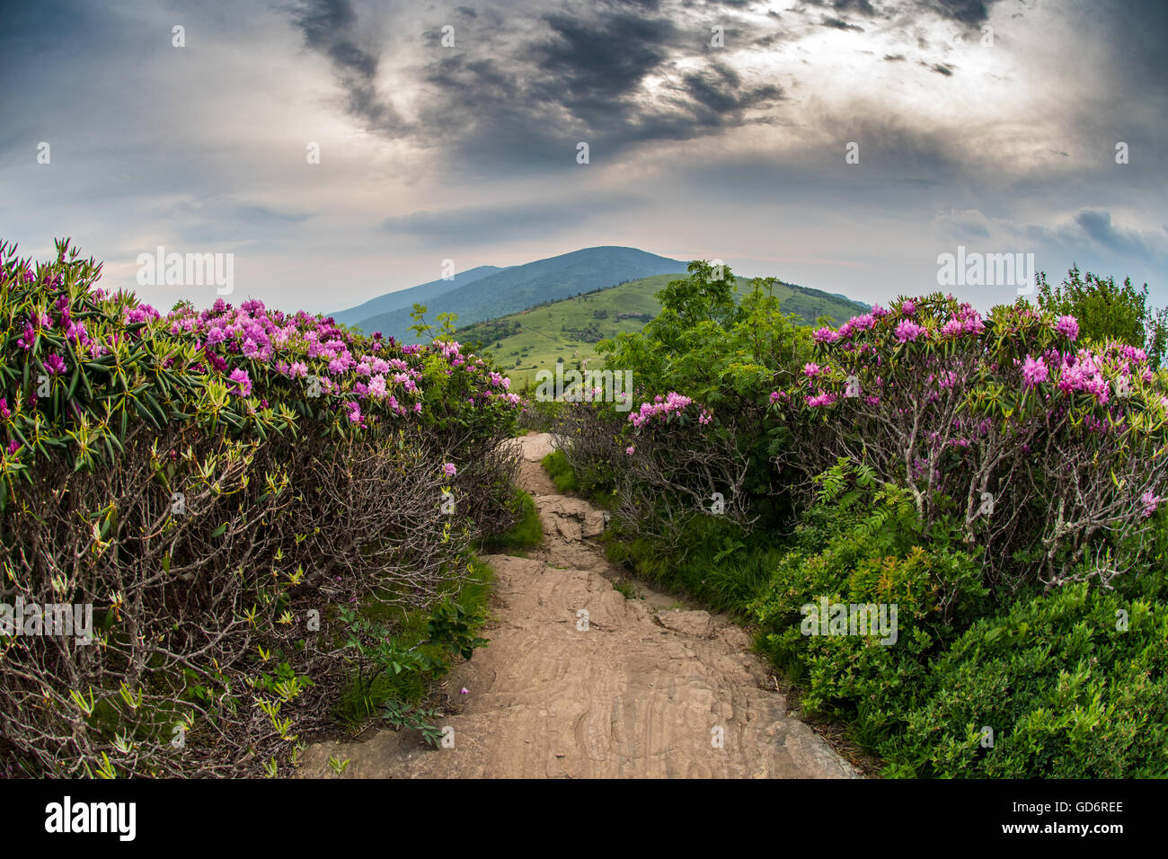 Appalachian Trail Descends Jane Bald Through Rhododendron bloom in June ...