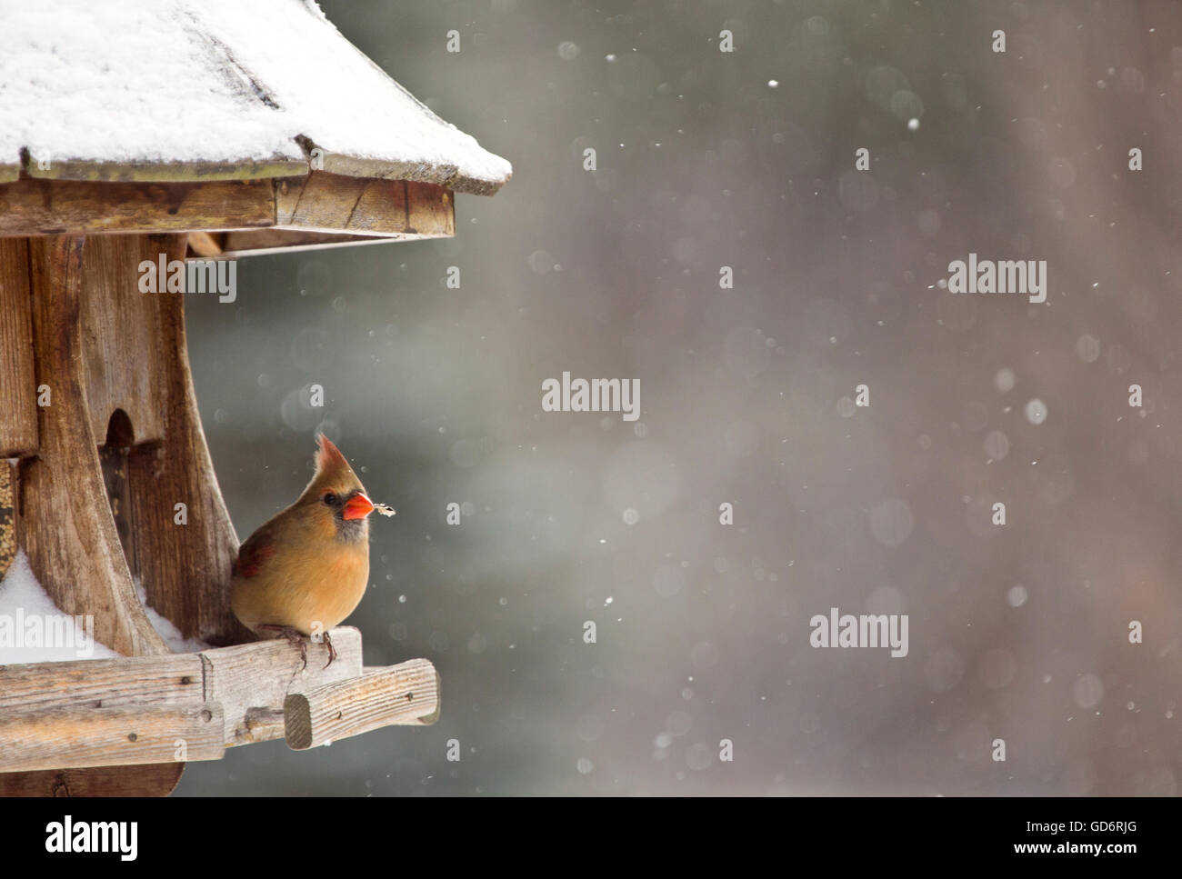 Cardinal at Bird Feeder Snow Storm Canada Female Stock Photo - Alamy