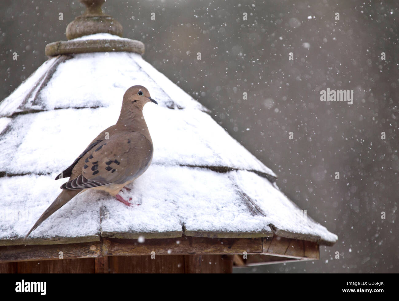 Mourning Dove in Winter at Bird Feeder snowy winter Canada Stock Photo ...