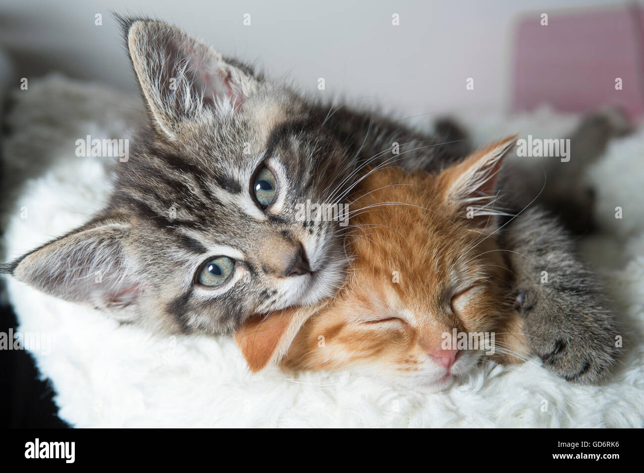 Two kittens cuddling Stock Photo - Alamy