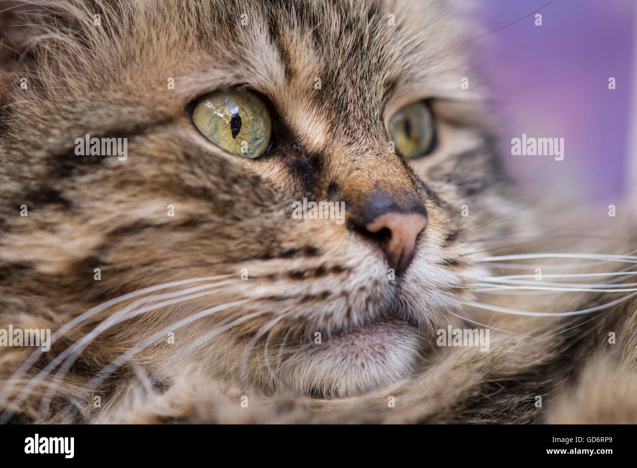 Young tabby mixed breed hi-res stock photography and images - Alamy