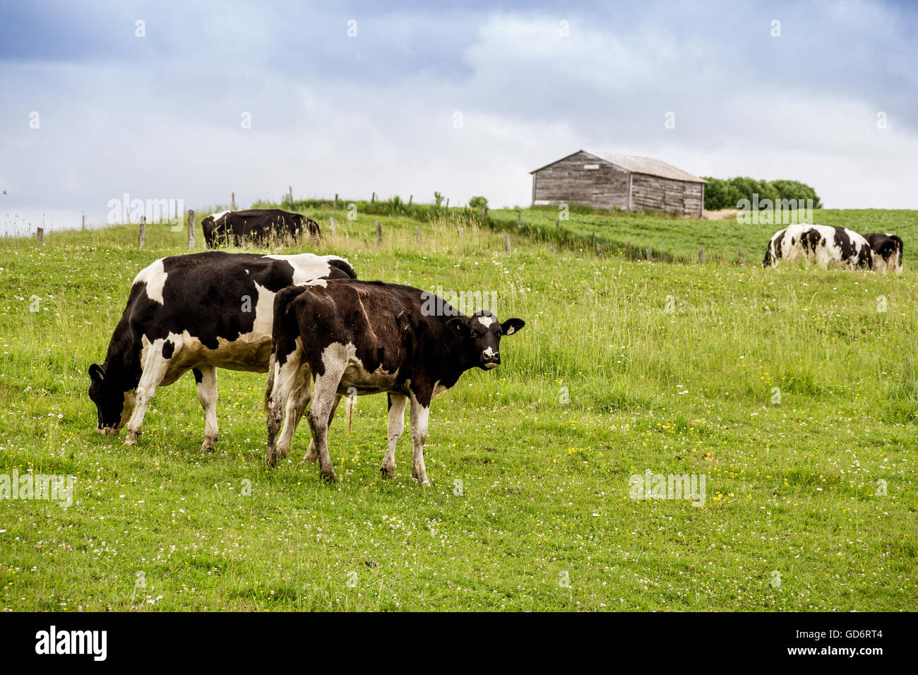 Quebec dairy industry hi-res stock photography and images - Alamy